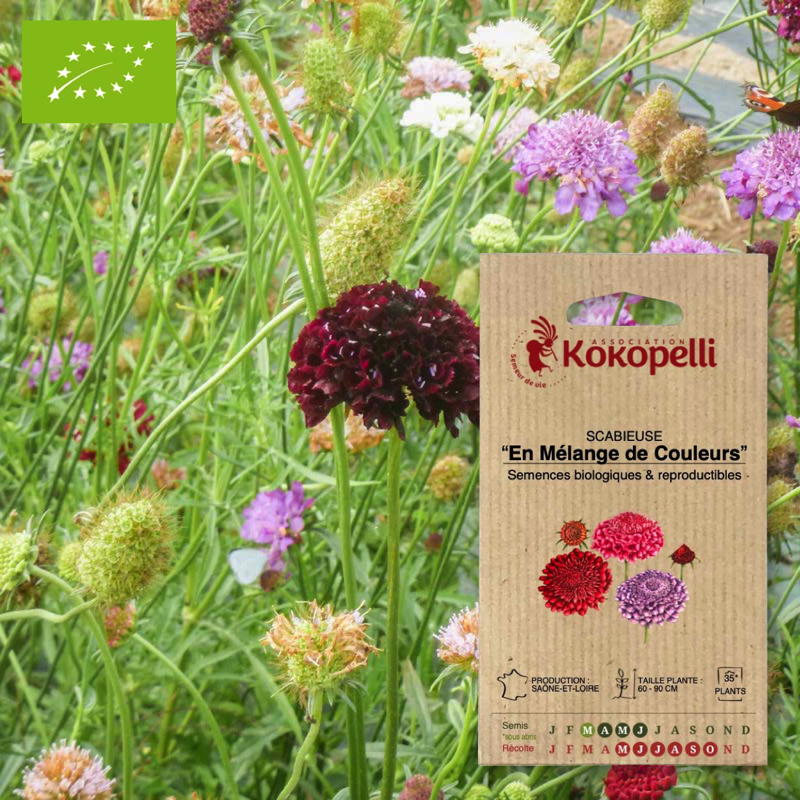 Sachet de graines bio à semer -Scabieuse En mélange de couleurs | Greenweez