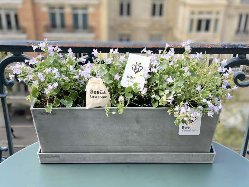 Kit BeeBar à planter - Jardinière, terreau et graines | Greenweez
