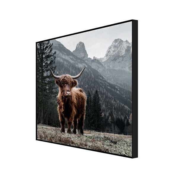 Tableau encadré à la finition mate highland cow 60x60 cm | Greenweez