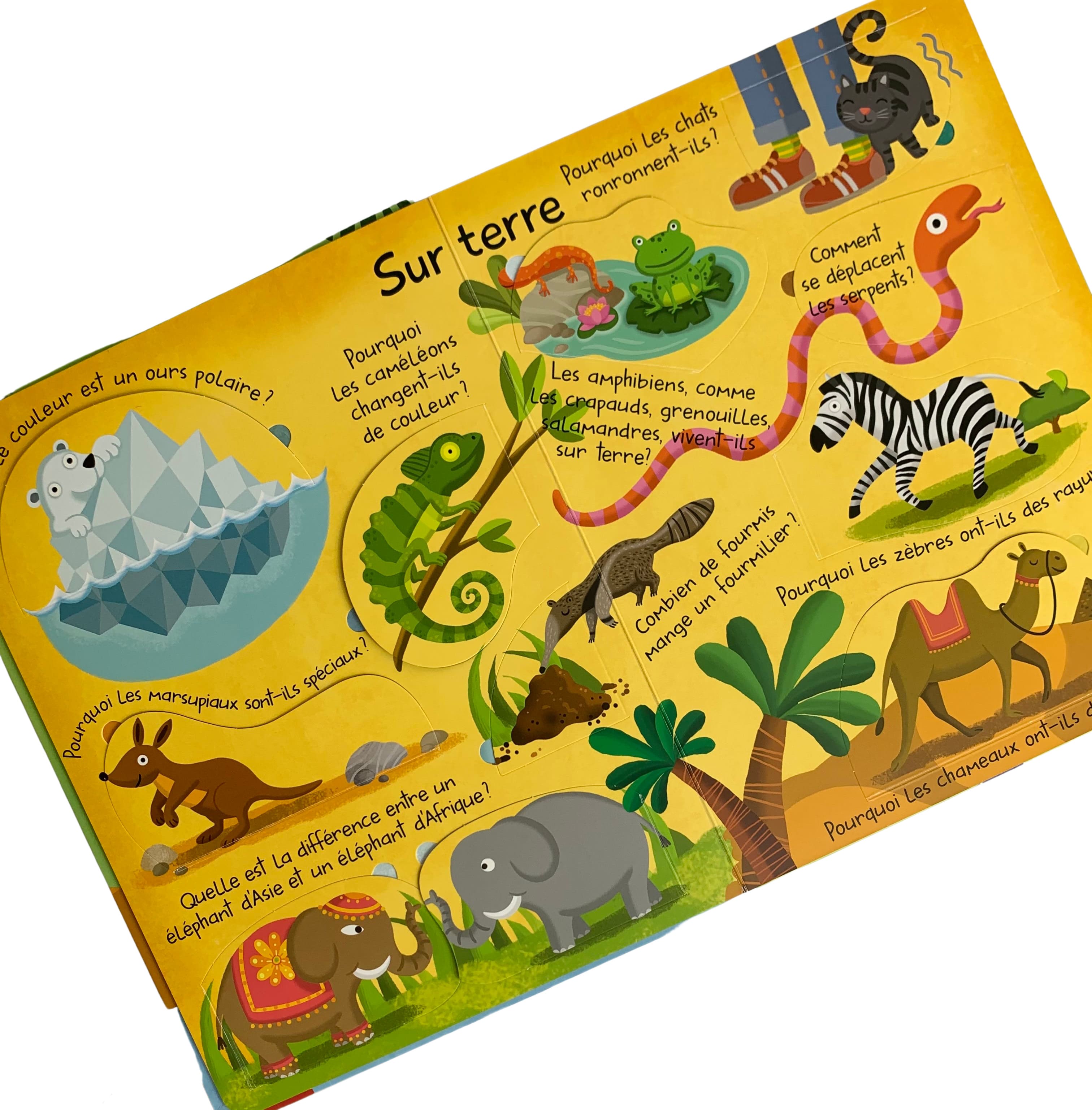 Mon grand livre des réponses : Animaux | Greenweez