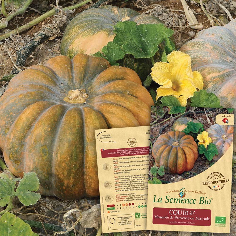 COURGE Musquée de Provence ou Muscade - Graines Bio | Greenweez