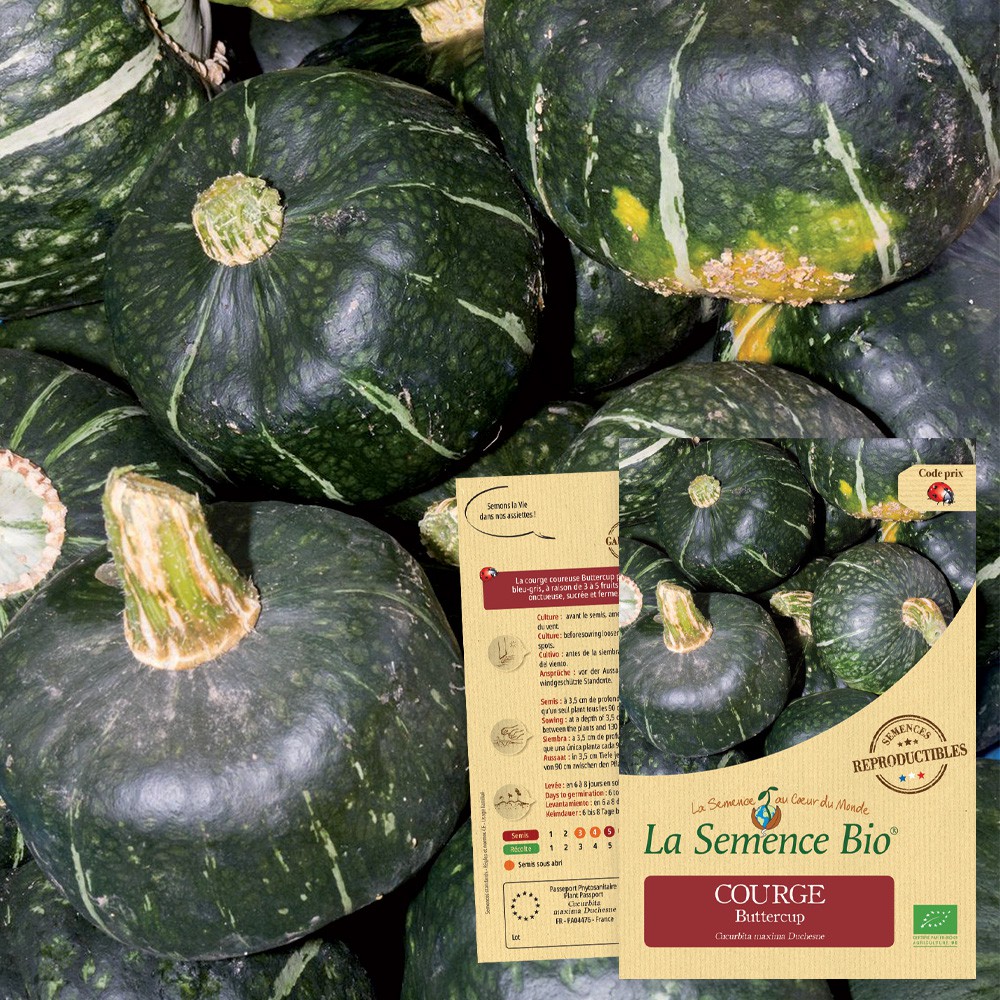 COURGE Buttercup - Graines Bio | Greenweez