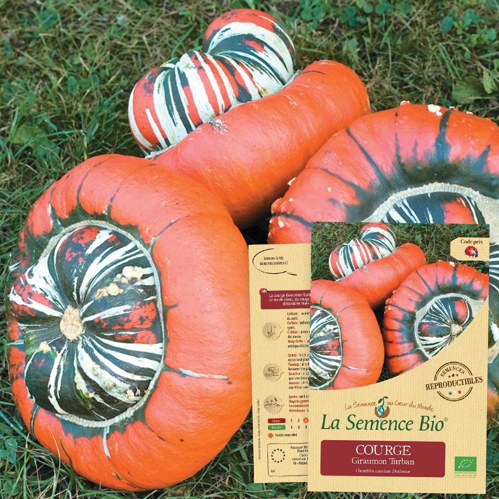 COURGE Giraumon Turban - Graines Bio | Greenweez