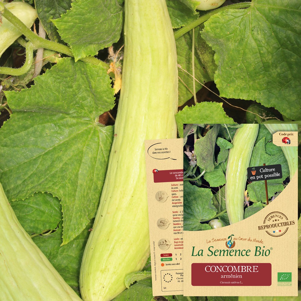 CONCOMBRE arménien Bio | Greenweez
