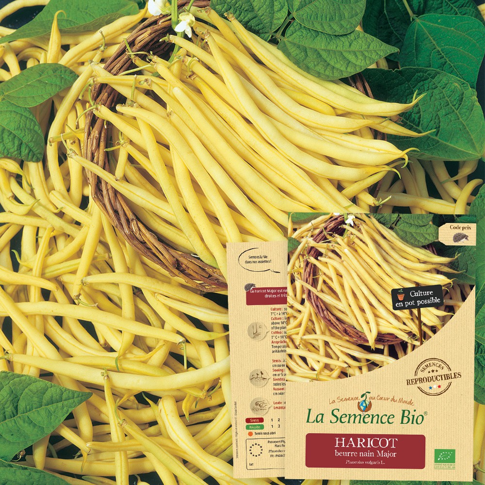 HARICOT beurre nain Major - Graines Bio | Greenweez