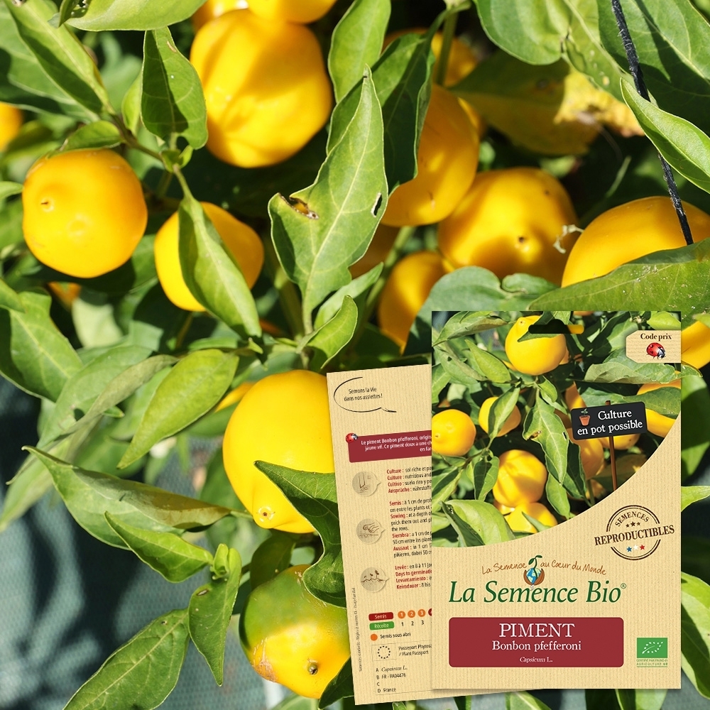 Graines de piment bonbon Pfefferoni | Greenweez