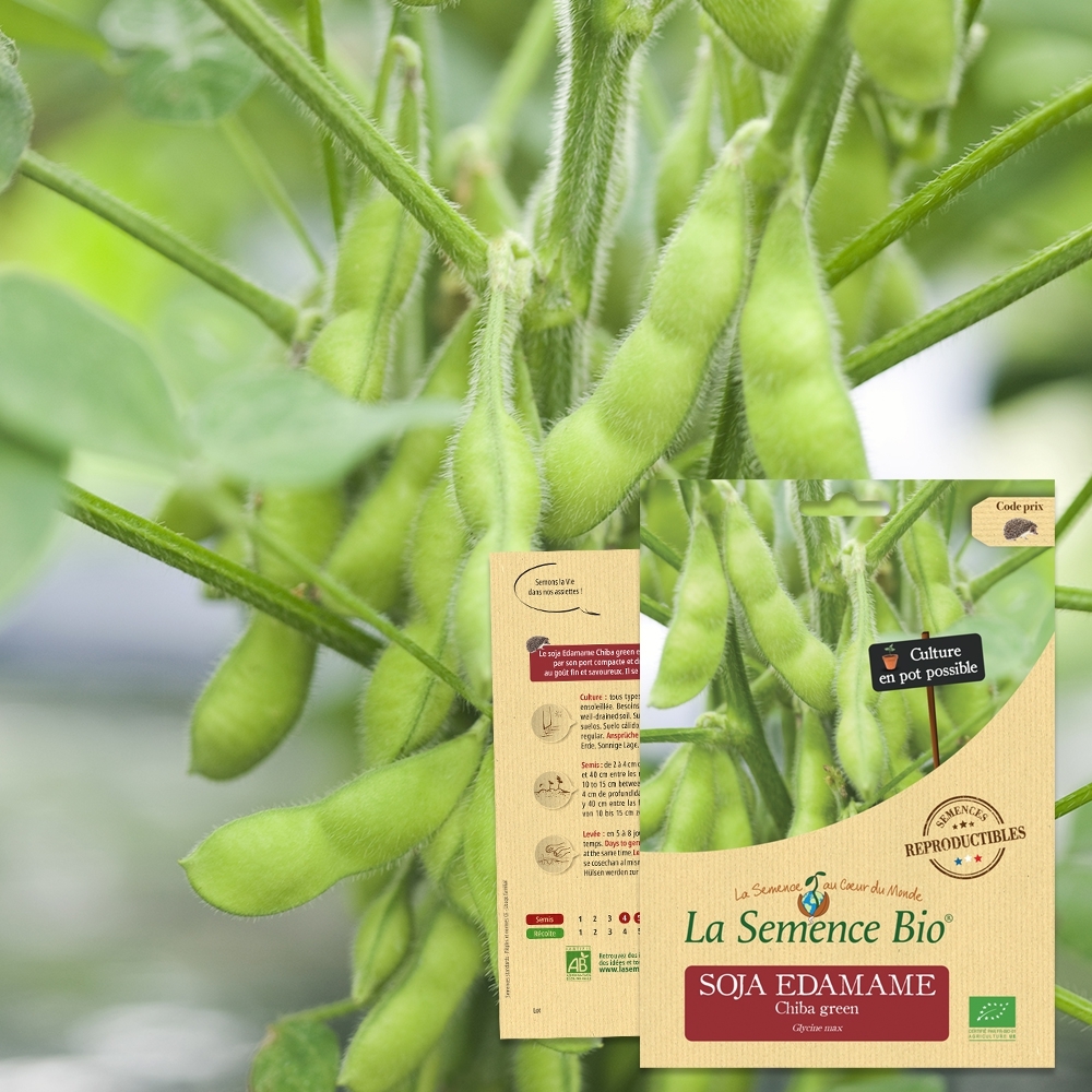 SOJA EDAMAME Chiba green Bio | Greenweez