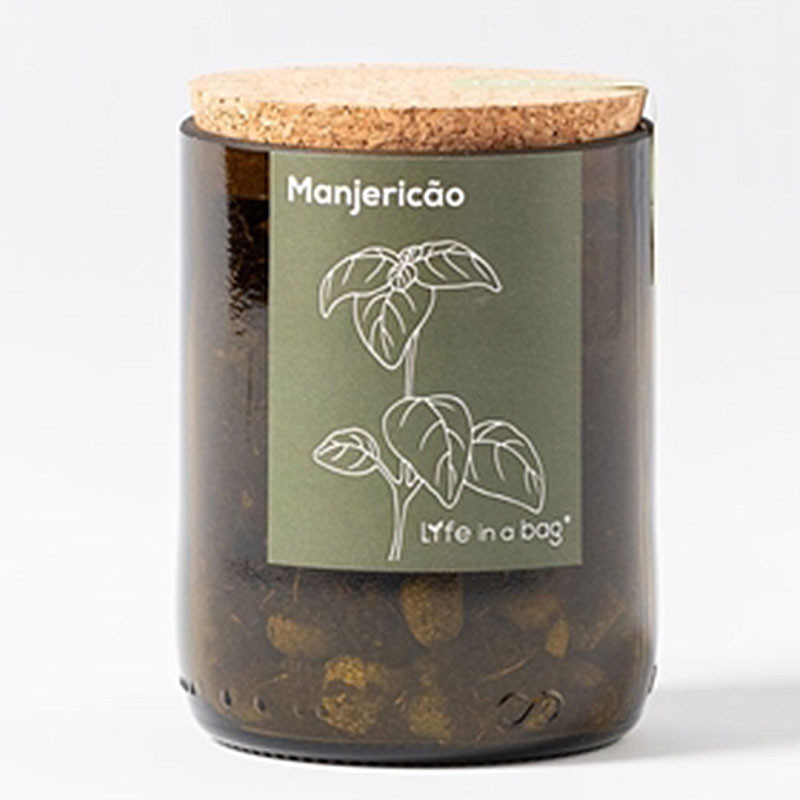 Kit bouteille Prêt à pousser Basilic | Greenweez