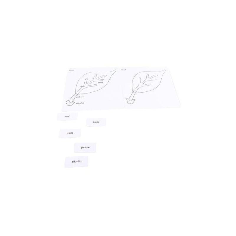 Cartes nomenclature Feuille | Greenweez