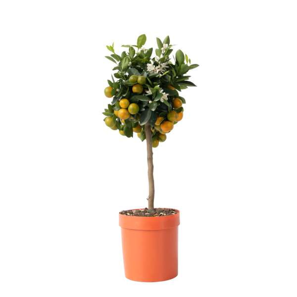 Mini oranger 'Citrus Calamondin' sur tige | Greenweez