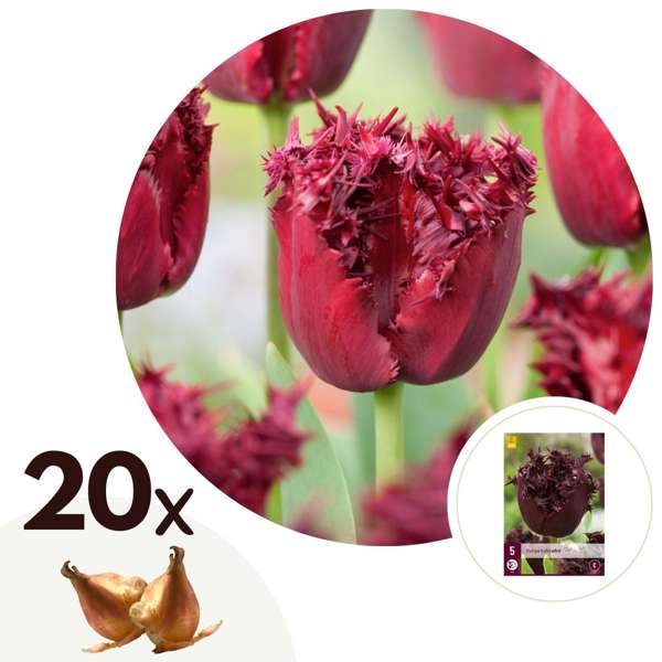Bulbes de tulipe 'Labrador' - lot de 20 | Greenweez
