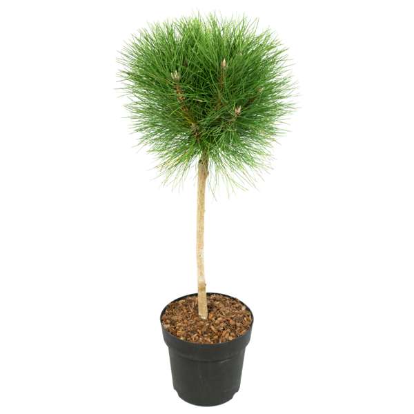Pinus 'Summer Breeze' Pin nain sur tige | Greenweez