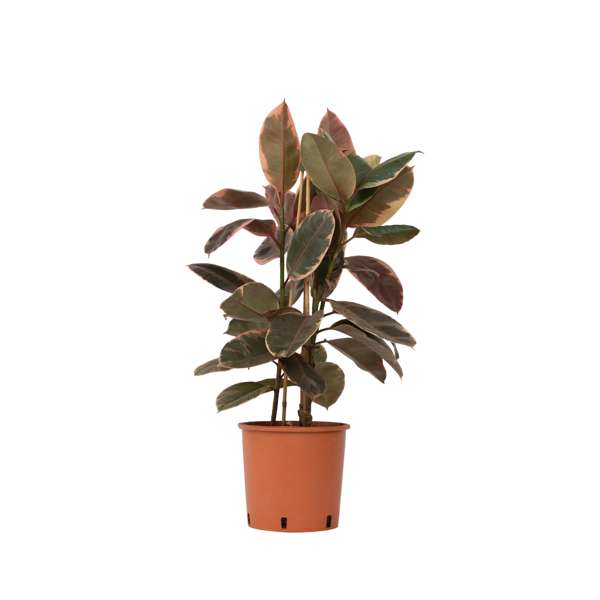 Ficus Elastica Belize | Greenweez