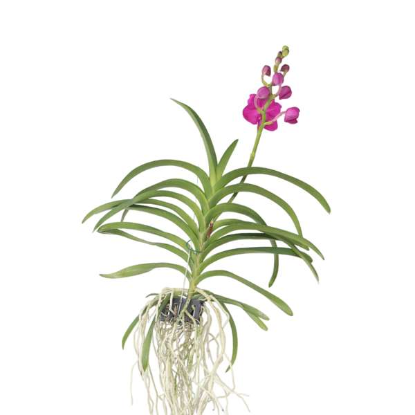 Vanda Orchidée L Rose | Greenweez