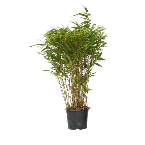Sitemapcdatahttpwen2windecoocombambou Non Tracant 1m50