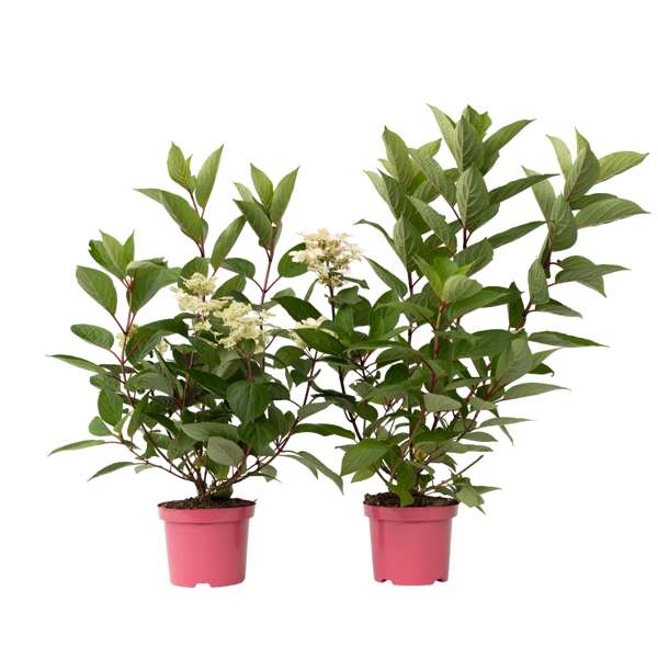 Hydrangea paniculata Early Harry - set de 2 | Greenweez
