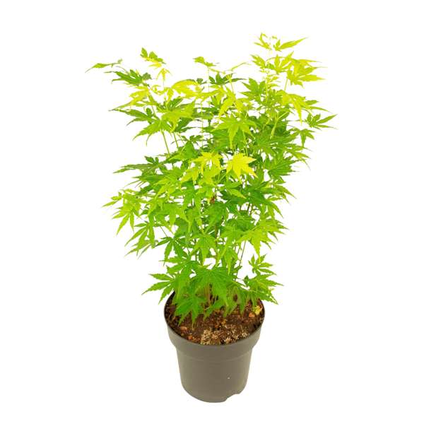 Érable du Japon 'Acer palmatum 'Going Green' | Greenweez