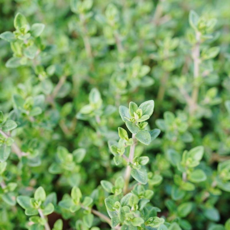 Plant Thym Commun Bio | Greenweez