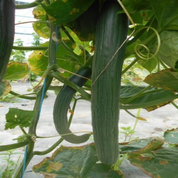 Plant de concombre long ancienne Tanja bio | Greenweez