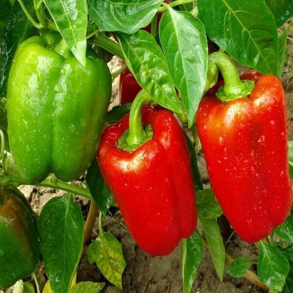 Plant poivron Yolo Wonder rouge carré bio | Greenweez