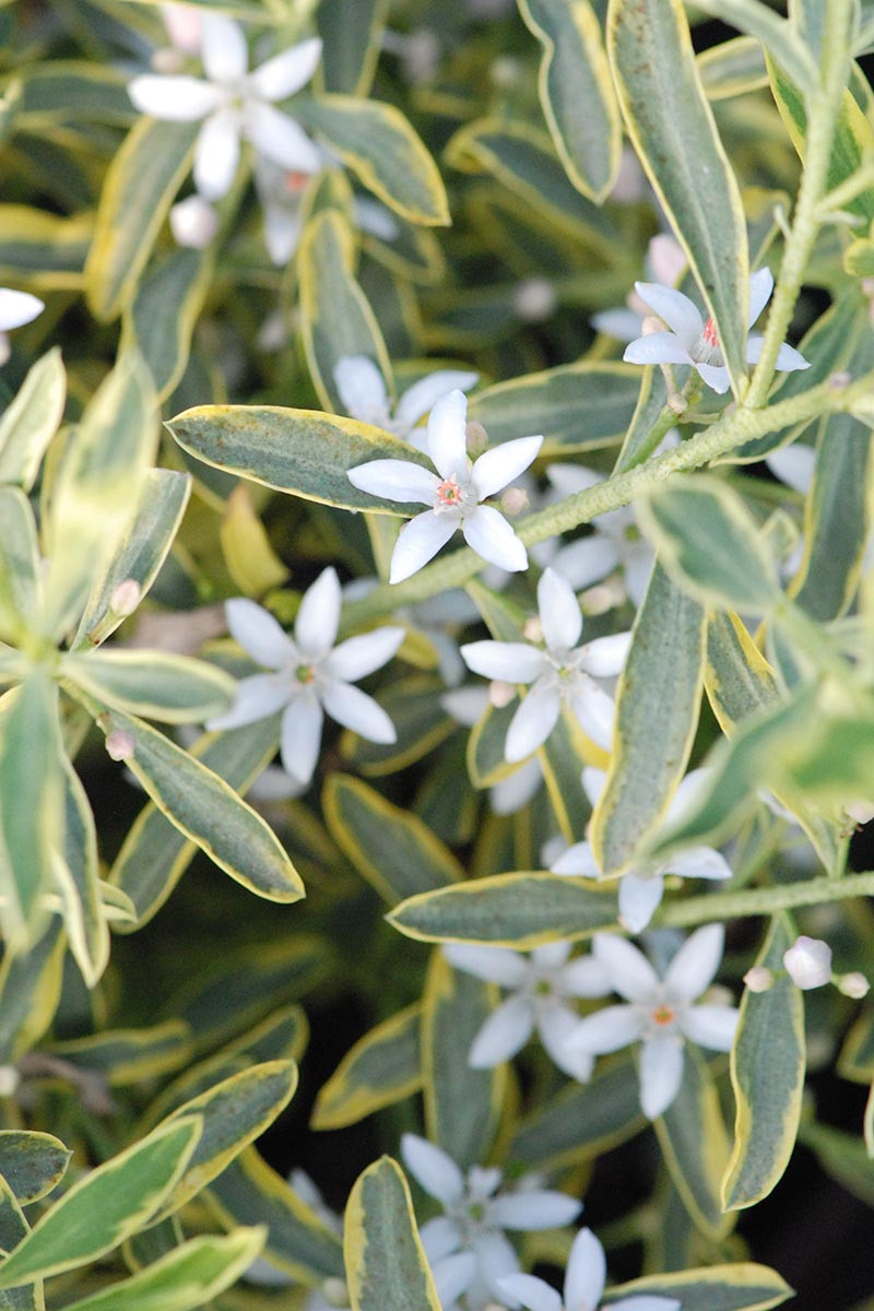 Eriostemon 'Gold Touch' ? - En pot de 3 litres | Greenweez