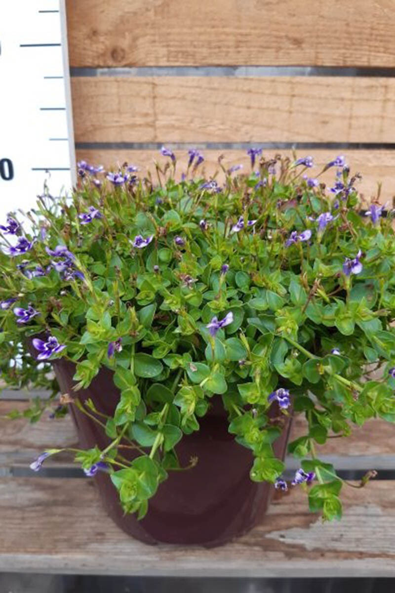 LINDERNIA grandiflora - En pot de 3 litres | Greenweez