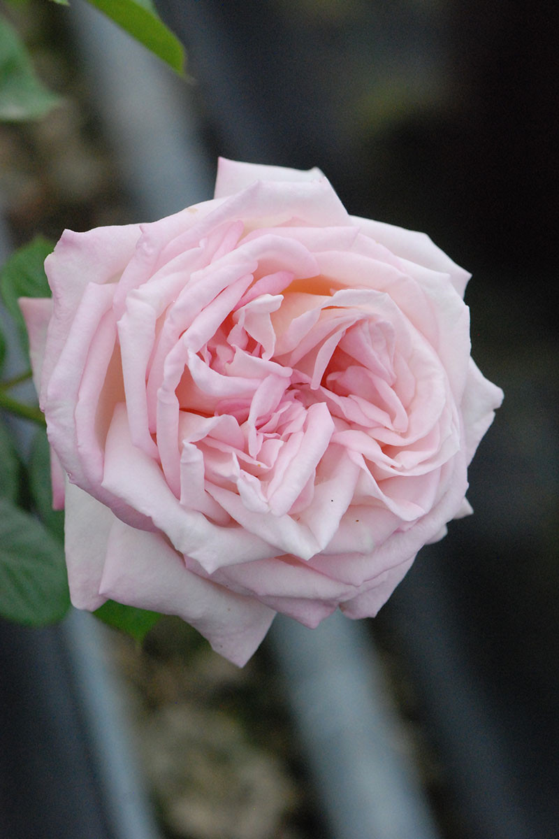 Rosier Parfuma 'Madame de la Valliere' ? - En pot de 4 litres | Greenweez