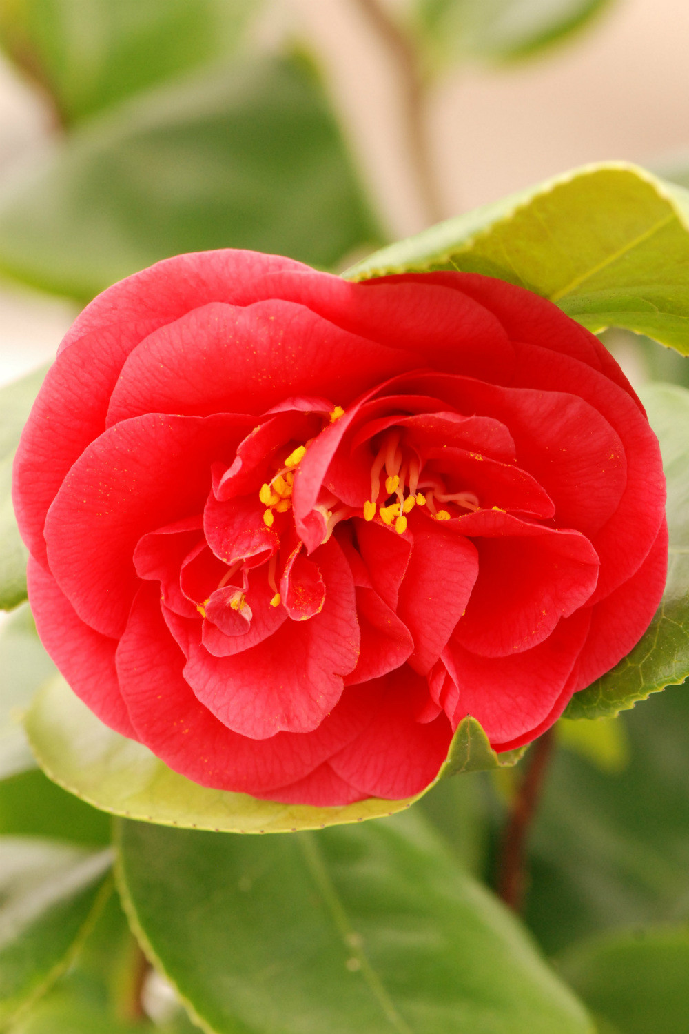 Camélia 'Curly Lady' - En pot de 1 litre | Greenweez