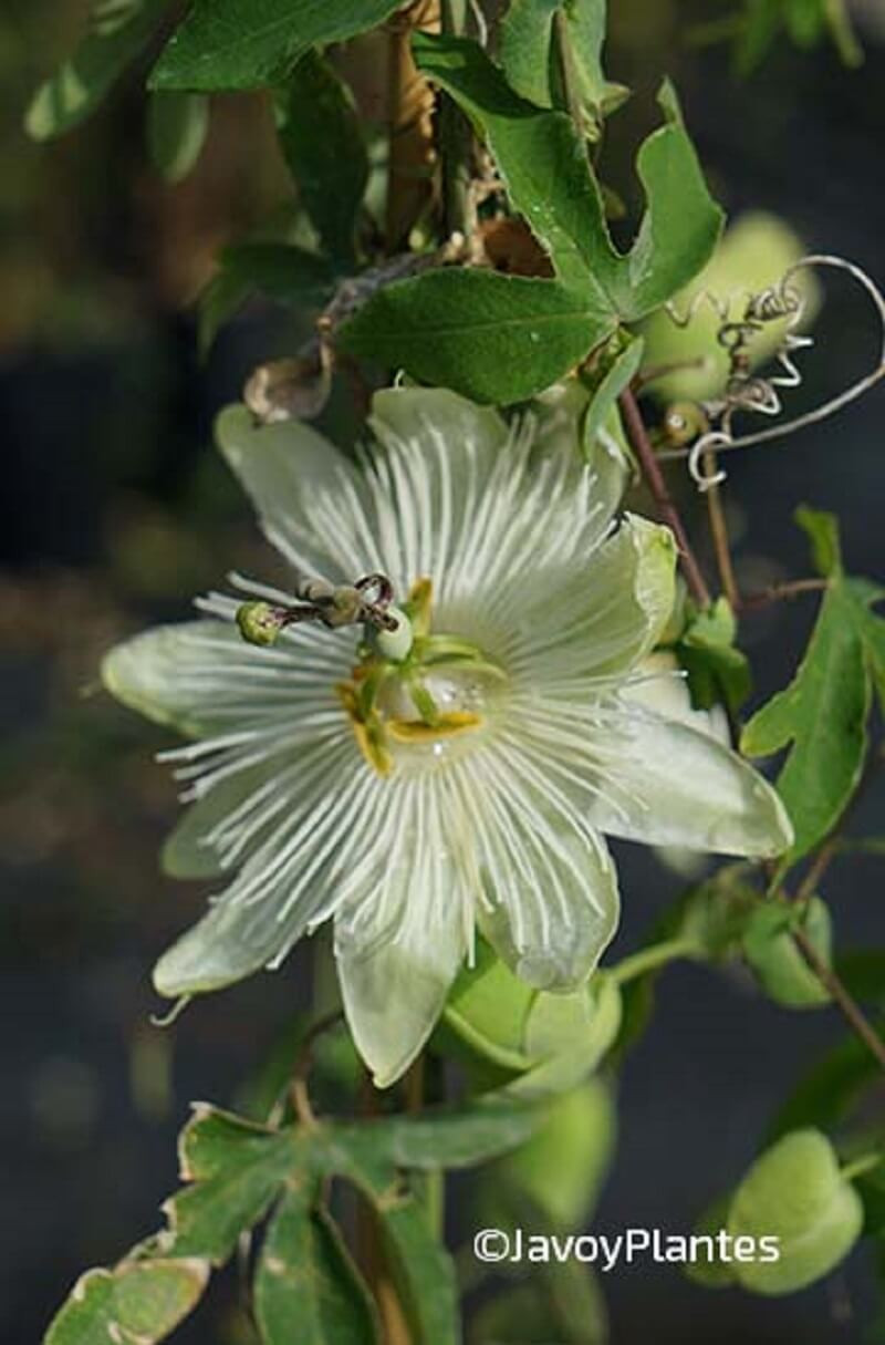 Passiflore Snow Queen - En pot de 3 litres | Greenweez