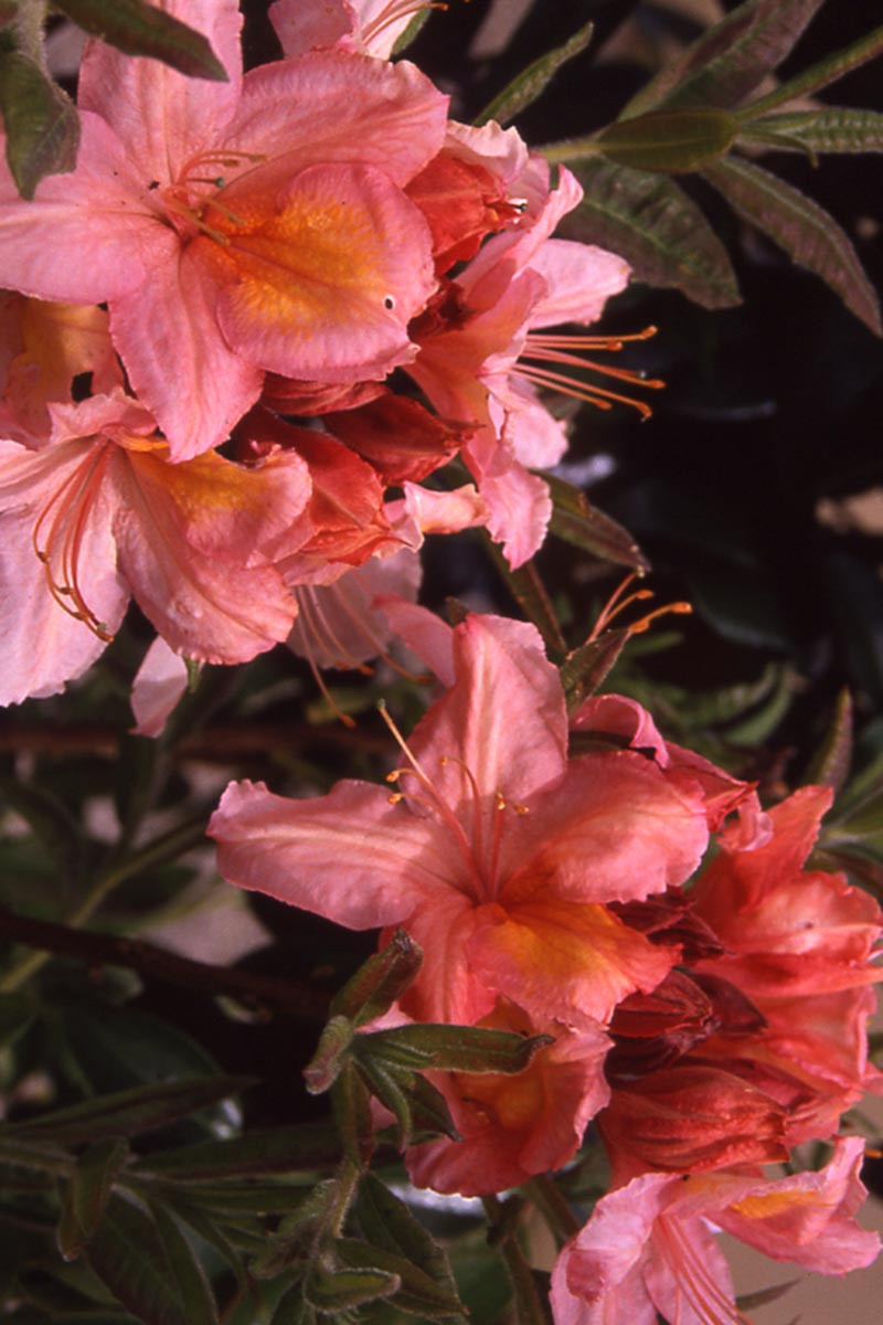 Azalée de Chine 'Berry Rose' - En pot de 4 litres | Greenweez