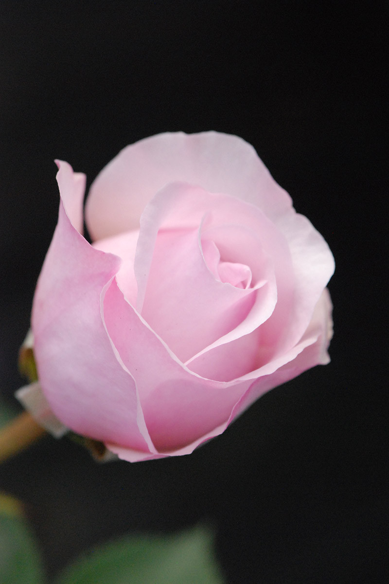 Rosier David Austin 'Olivia Rose' ? - En pot de 5 litres | Greenweez