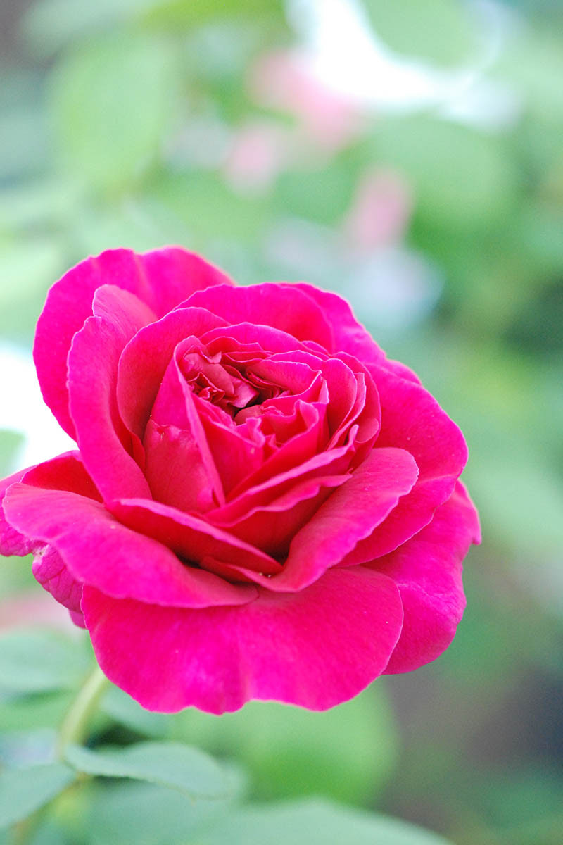 Rosier David Austin 'Thomas ? Beckett' ? - En pot de 5 litres | Greenweez