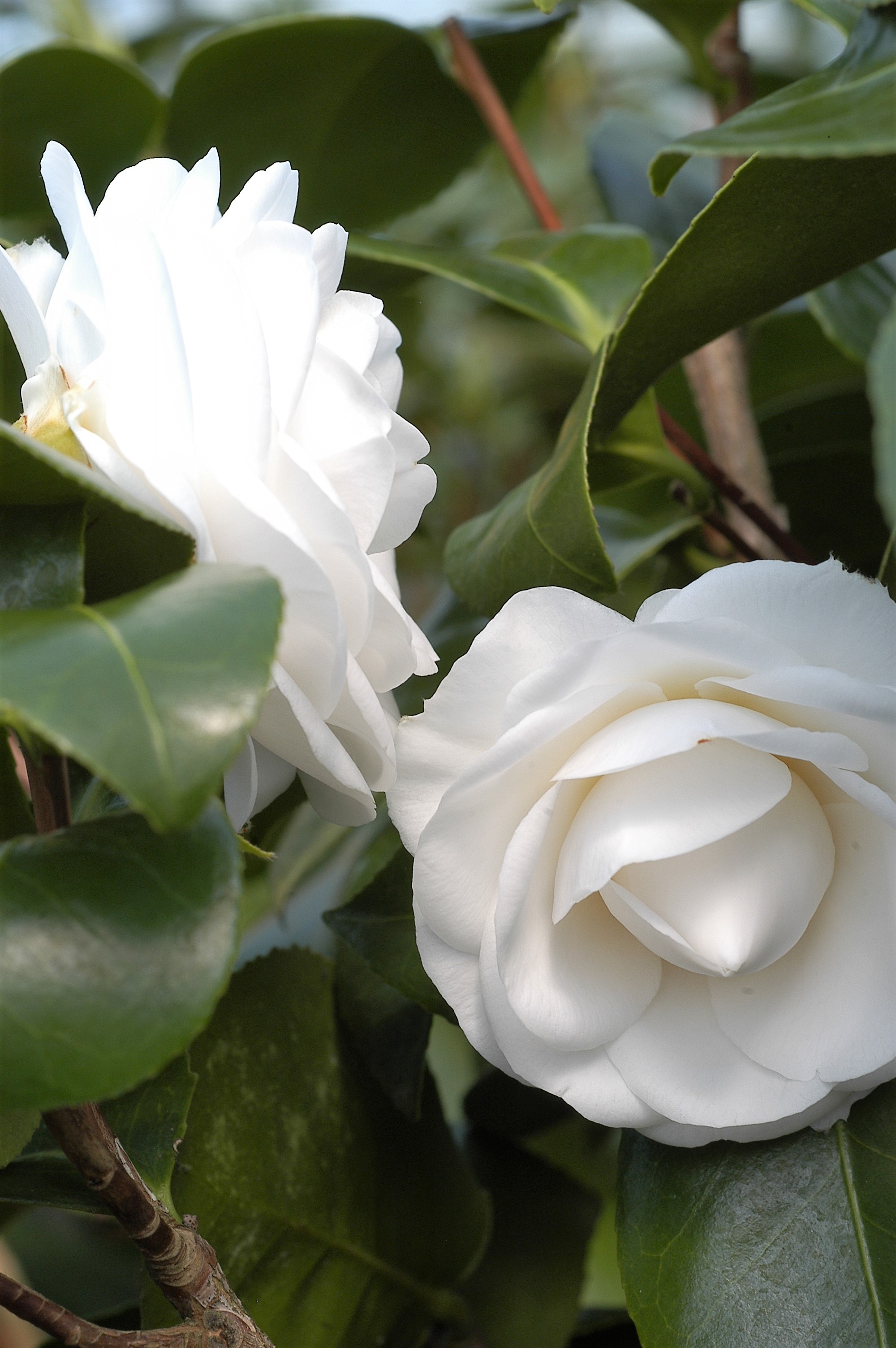 Camélia 'Hugh Evans' - En pot de 1 litre | Greenweez