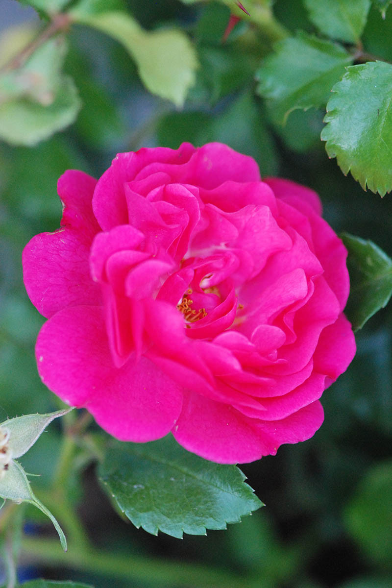 Rosier Décorosiers ? 'Emera ?' - En pot de 2 litres | Greenweez