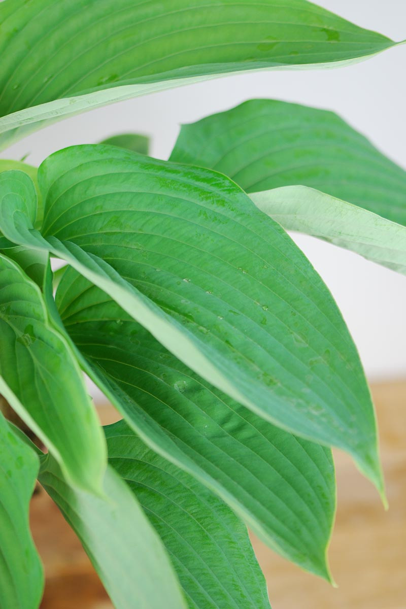 Hosta Géante 'Empress Wu' - En pot de 3 litres | Greenweez