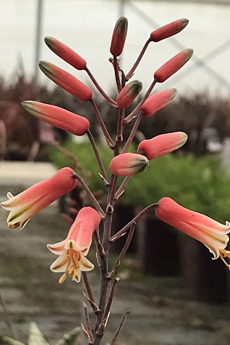 Aloé 'Cleopatra' - En pot de 3 litres | Greenweez