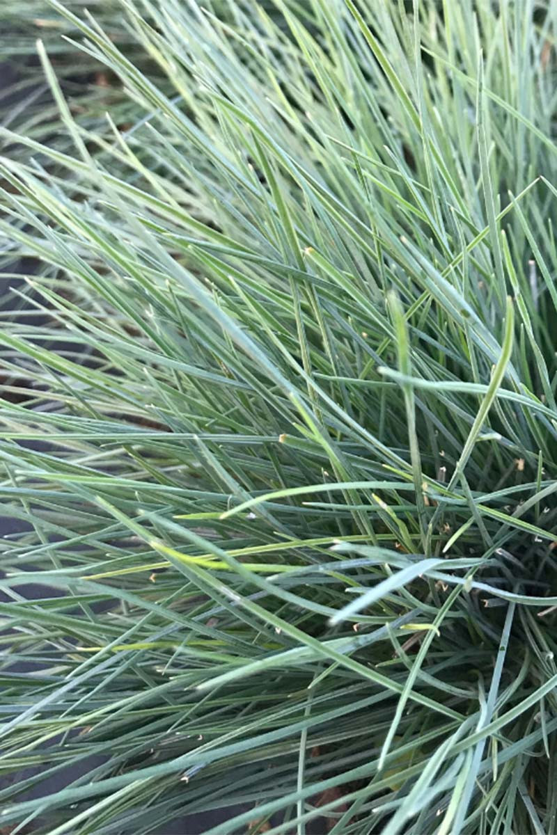 Fétuque bleue 'Intense Blue' - En pot de 3 litres | Greenweez