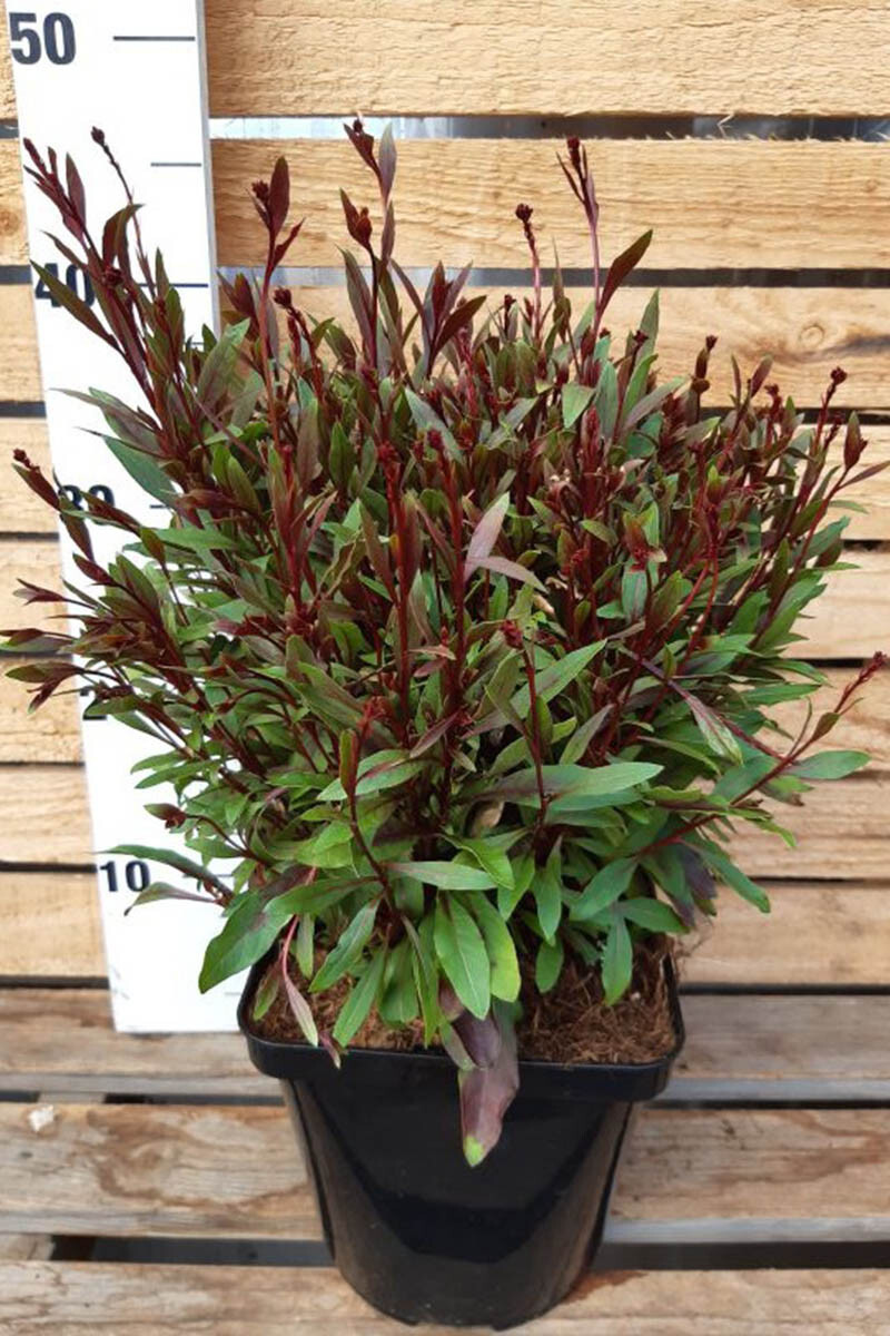 Gaura 'Belleza Dark Pink' - En pot de 3 litres | Greenweez