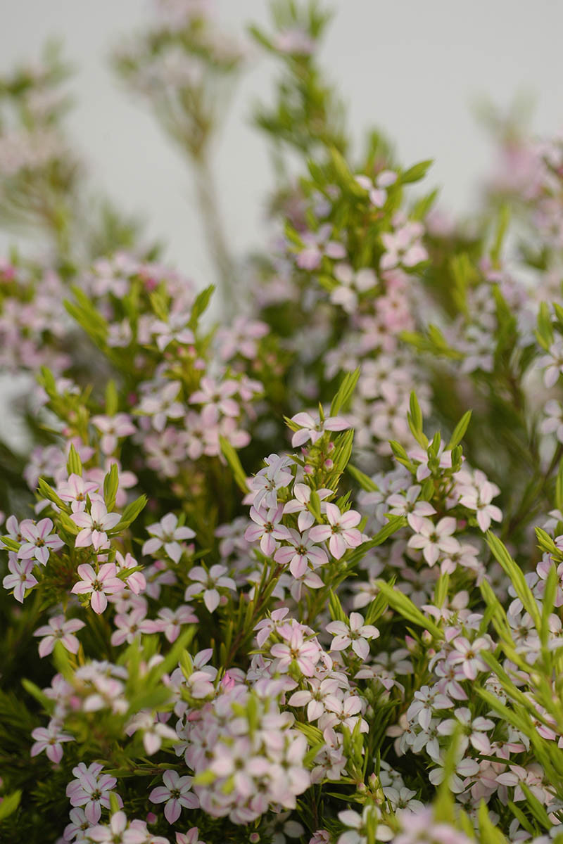 Diosma 'Pulchella' - En pot de 3 litres | Greenweez