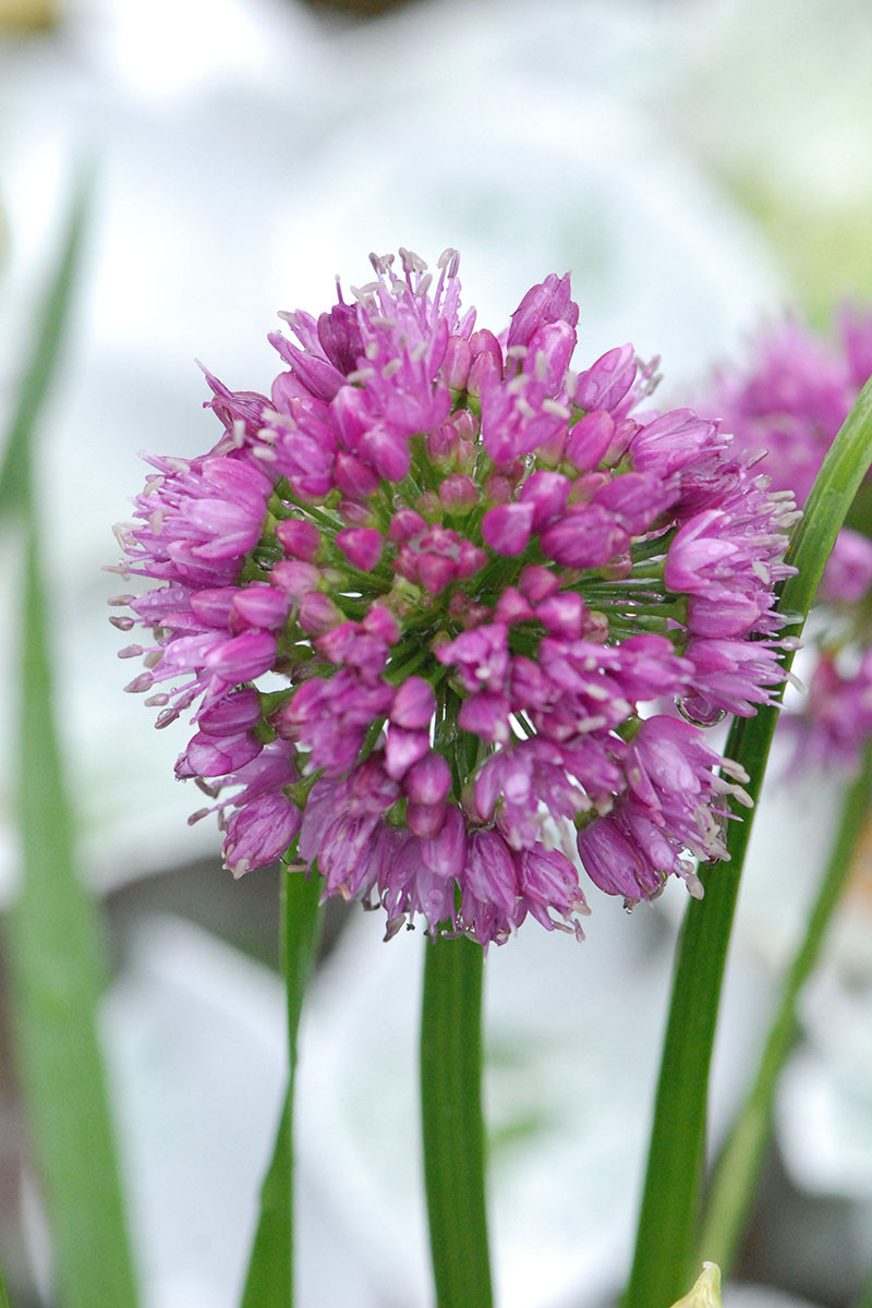 Allium 'Millenium' - En pot de 3 litres | Greenweez