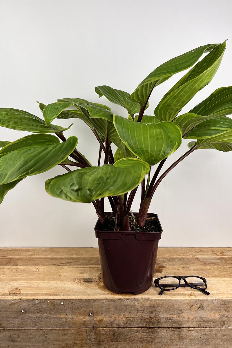 Hosta 'Purple Heart' - En pot de 3 litres | Greenweez