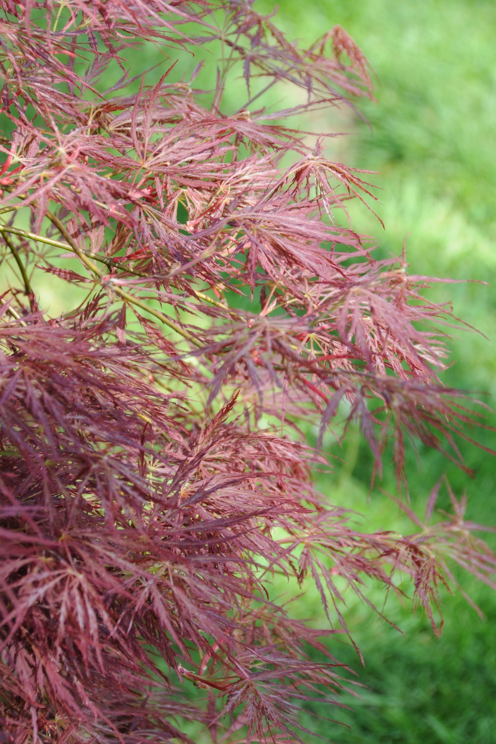 Erable 'Firecracker' - En pot de 4 litres | Greenweez