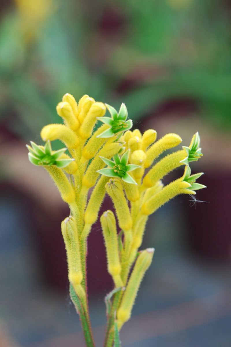 Anigozanthos 'Bush Bonanza' - En pot de 3 litres | Greenweez