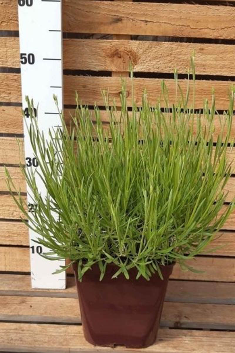 Lavandin ?Grosso' - En pot de 5 litres | Greenweez