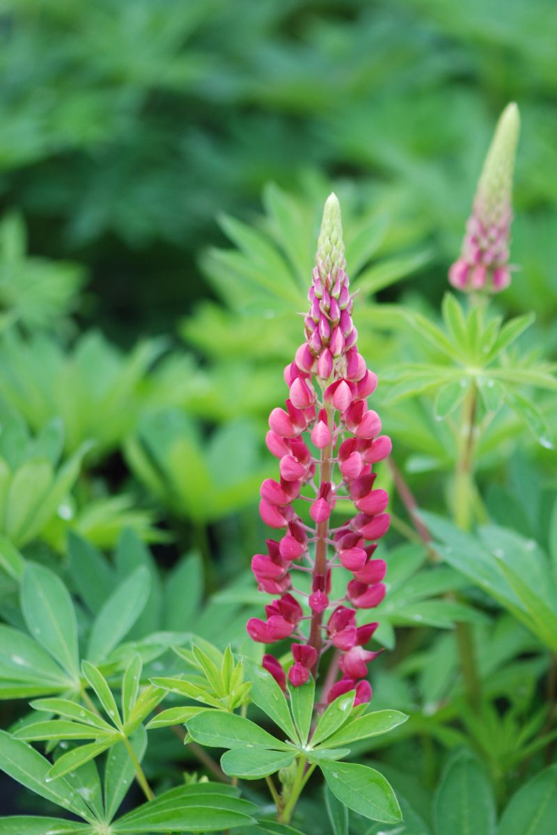 Lupin 'Legendary Red Shades' - En pot de 3 litres | Greenweez