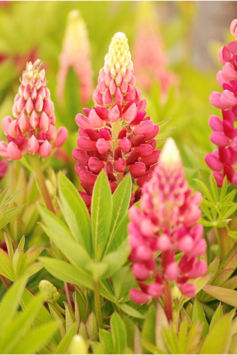 Lupin 'Legendary Red Shades' - En pot de 3 litres | Greenweez
