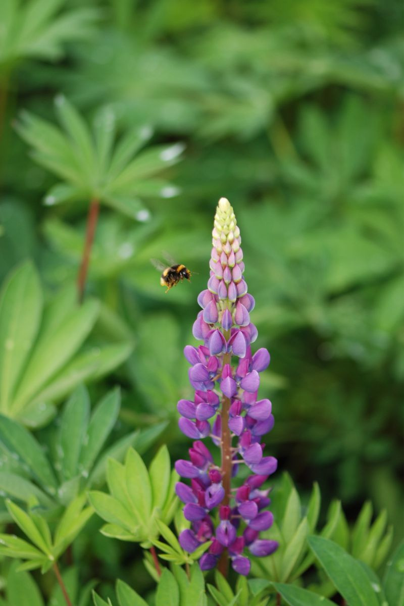 Lupin 'Legendary Blue Shades' - En pot de 3 litres | Greenweez