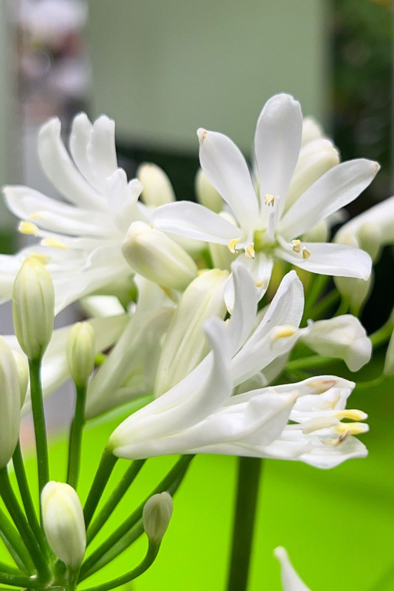 Agapanthe ?Monsapho' Nina ? White - En pot de 3 litres | Greenweez