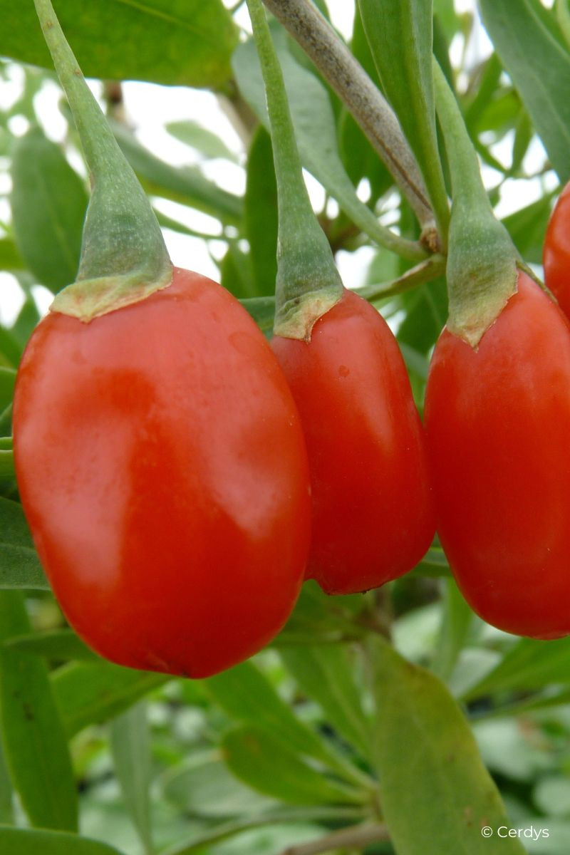 Goji 'Princess Tao' - En pot de 1,5 litres | Greenweez