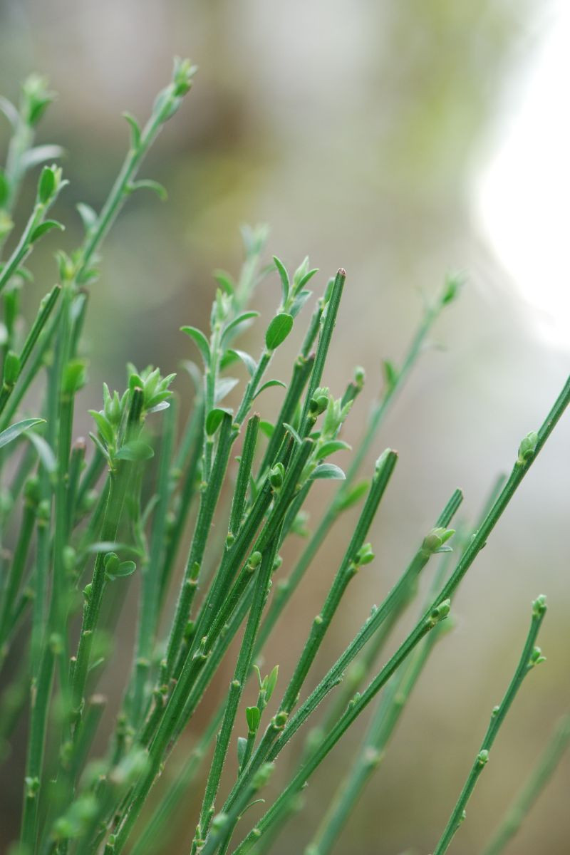 Genêt à balais 'Boskoop Ruby' - En pot de 2 litres | Greenweez